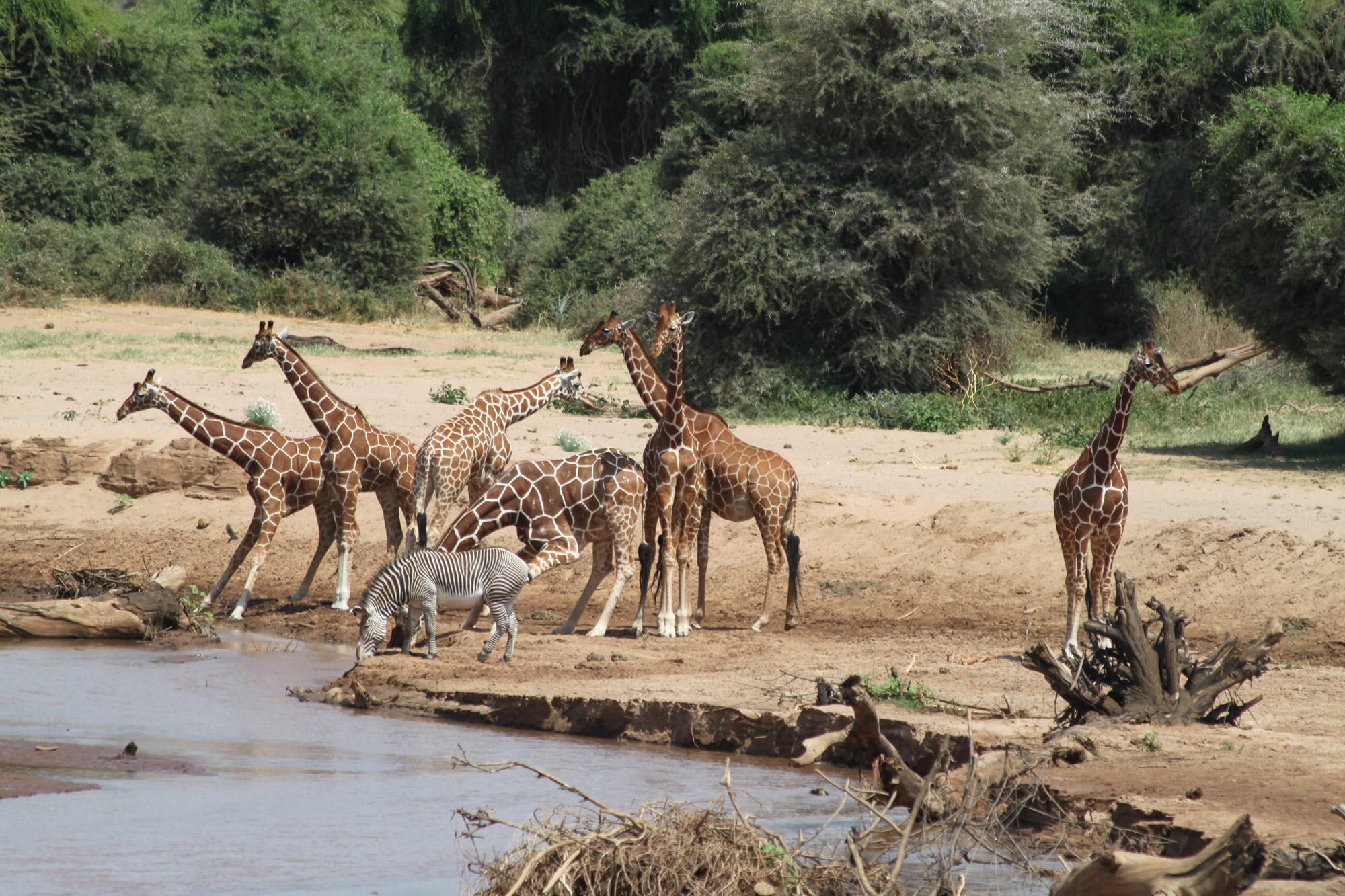 Kenia - reistips, bezienswaardigheden en must-sees