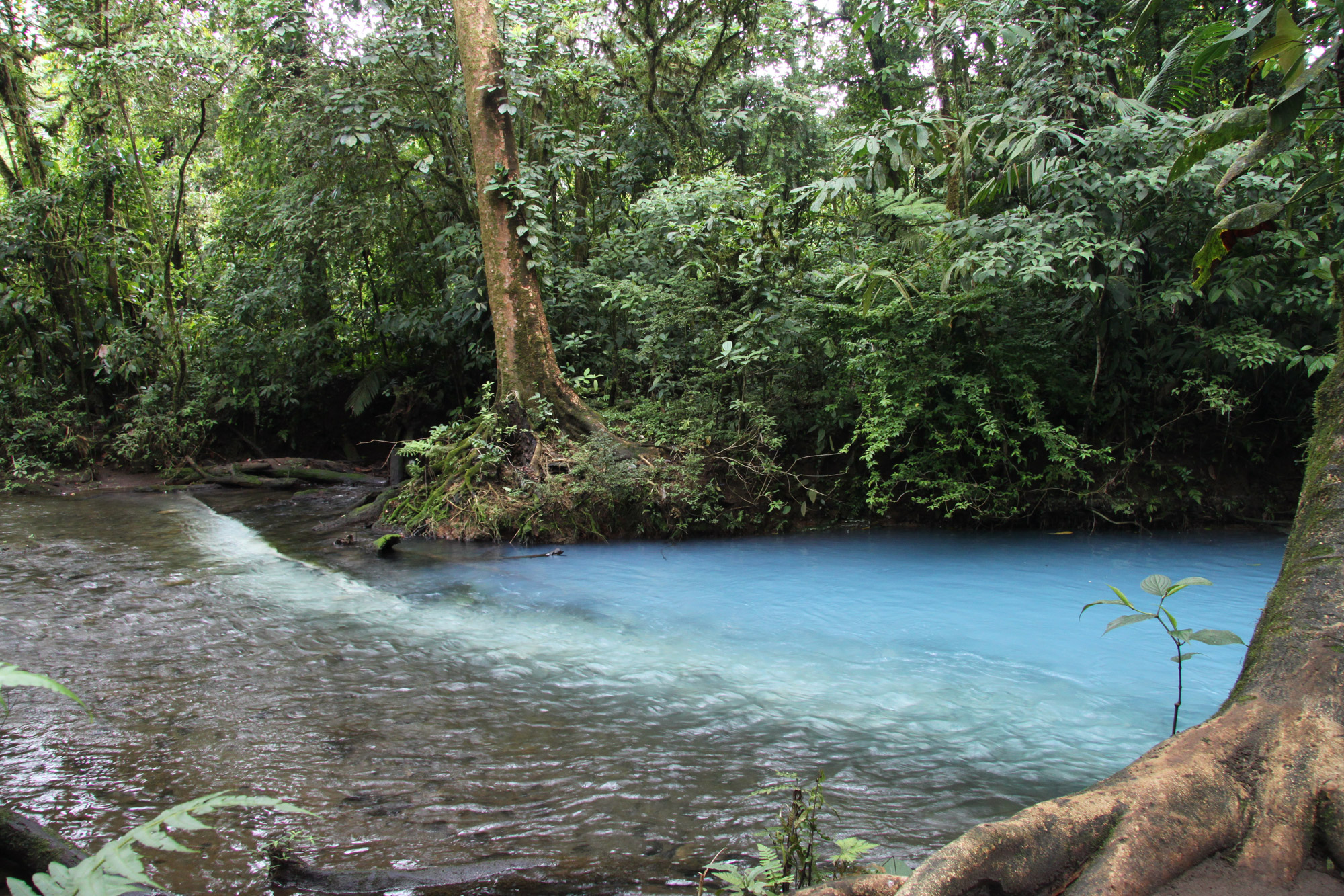Parque Nacional Volcán Tenorio in Costa Rica - Reizen & Reistips