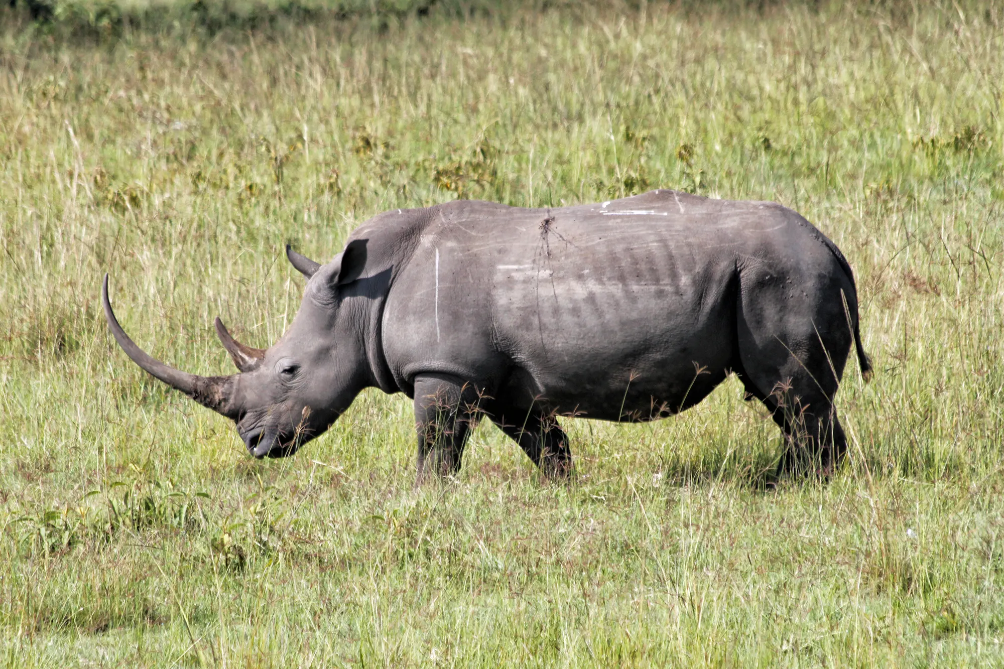 Parco nazionale del lago Nakuru in Kenya: safari e animali